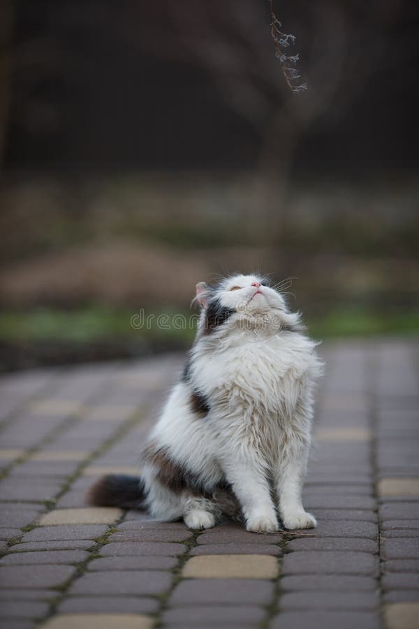 Ginger Cat in Jumping on Green Grass or Dancing Cat Stock Image - Image ...