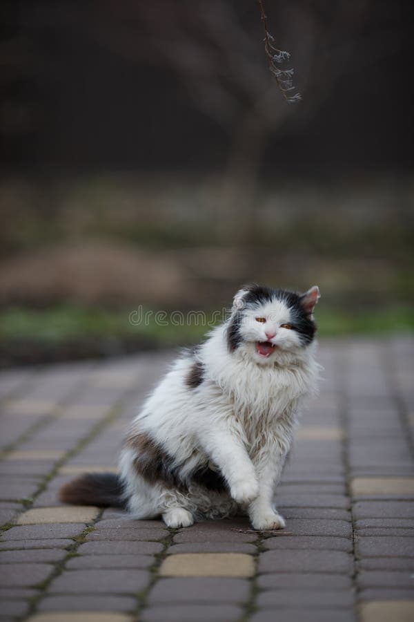 Ginger Cat in Jumping on Green Grass or Dancing Cat Stock Photo - Image ...