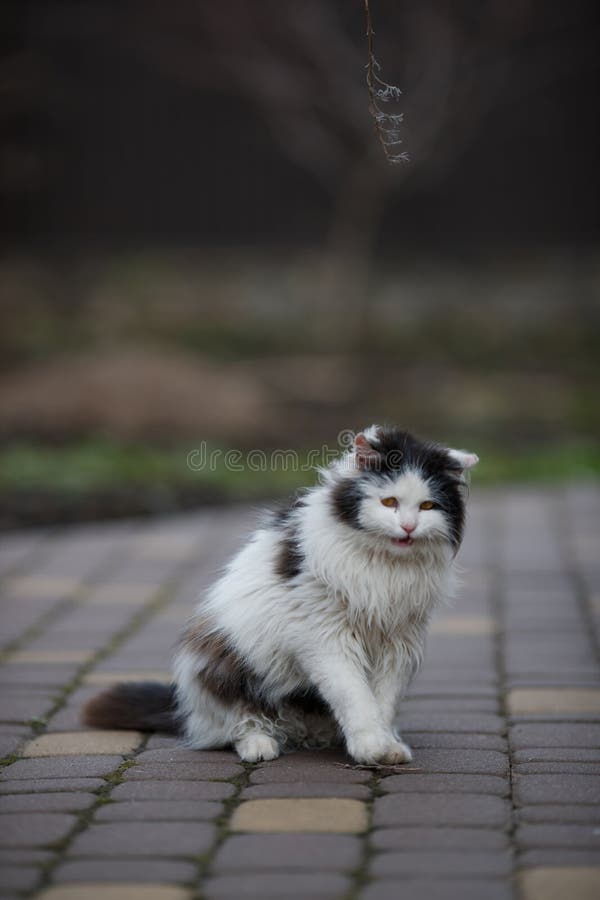 Ginger Cat in Jumping on Green Grass or Dancing Cat Stock Image - Image ...