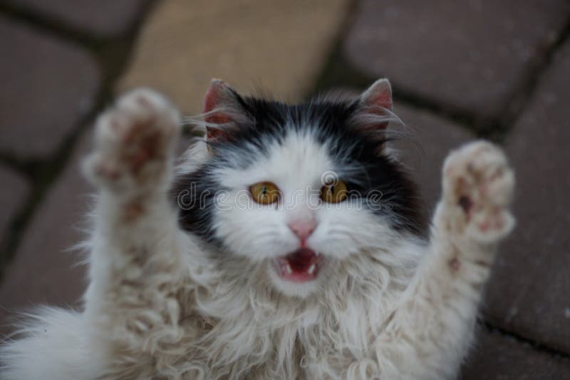 Ginger Cat in Jumping on Green Grass or Dancing Cat Stock Image - Image ...