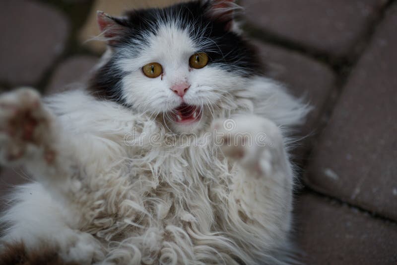 Ginger Cat in Jumping on Green Grass or Dancing Cat Stock Image - Image ...