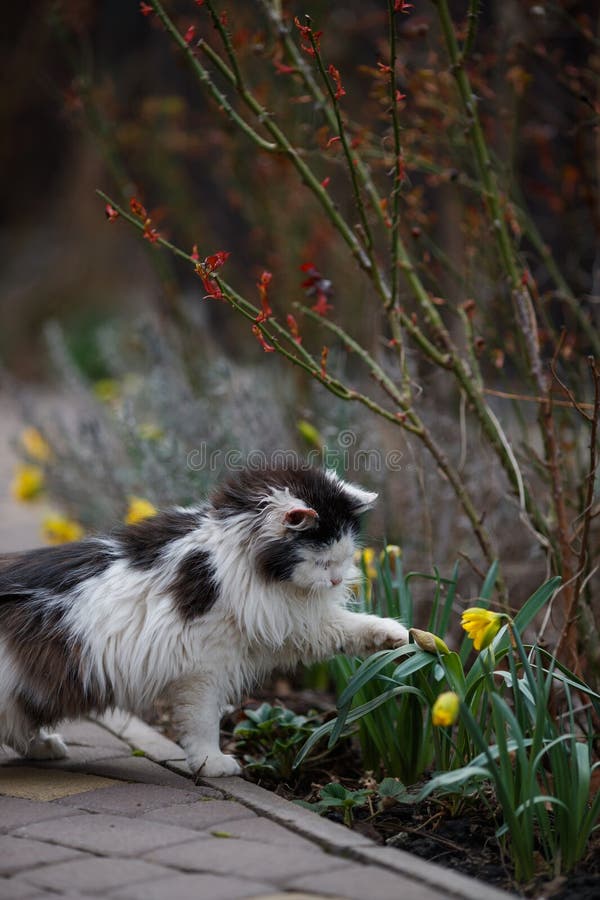 Ginger Cat in Jumping on Green Grass or Dancing Cat Stock Photo - Image ...