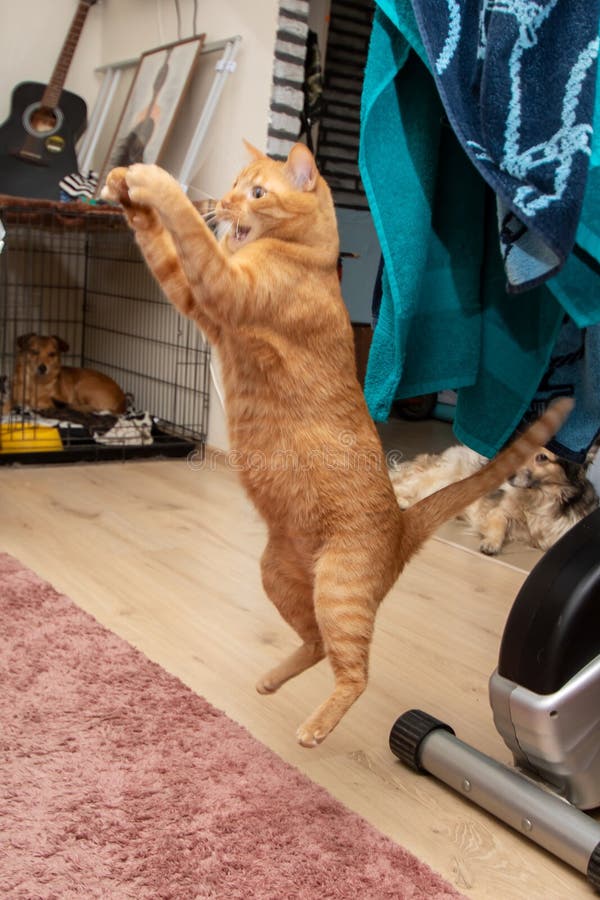 Ginger Cat Jumping for a Toy Closeup Stock Image - Image of adorable ...