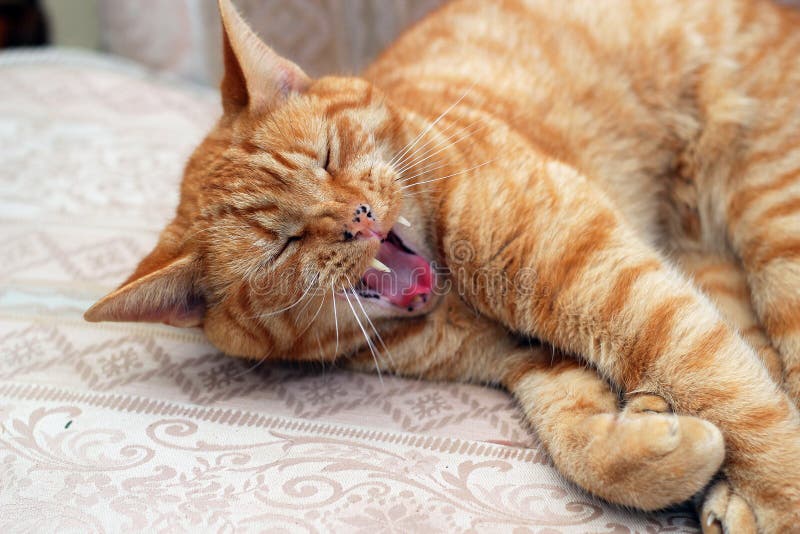 A Pet Ginger Cat with Large Fangs Showing. Stock Photo - Image of ...
