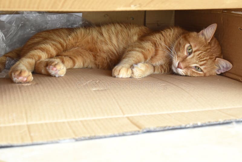 Ginger Cat Laying Down in a Cardboard Box. Stock Image - Image of kitty ...