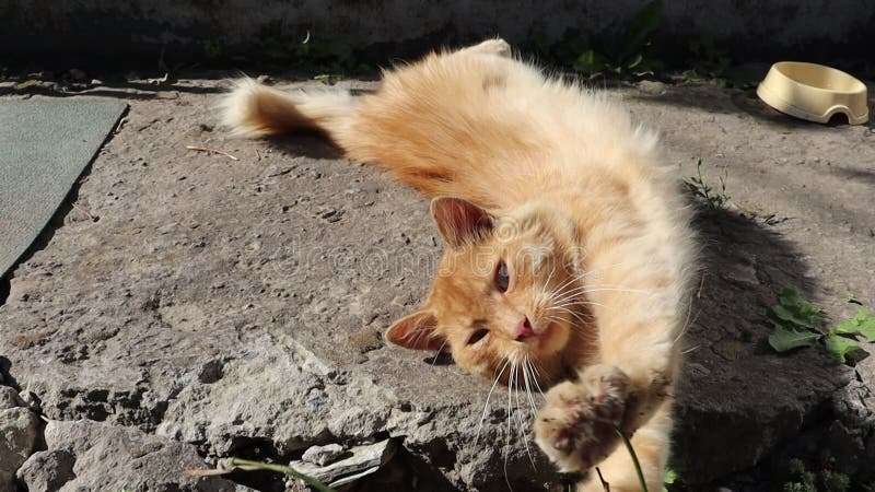 Ginger Cat Laying and Rolling Upside Down Yawning Stock Footage - Video ...
