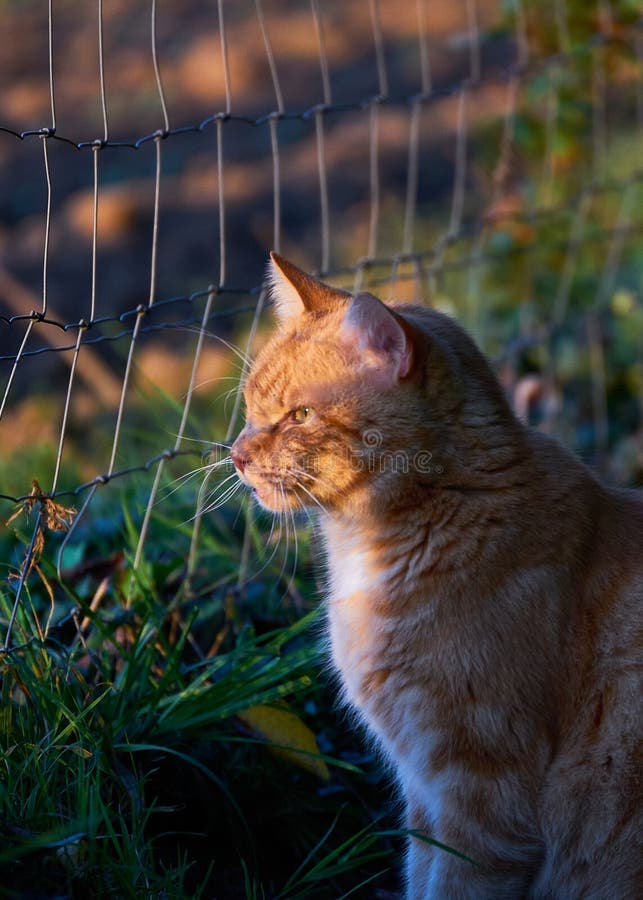 Orange Cat in the Summer Heat Stock Photo - Image of relaxing, normandy ...