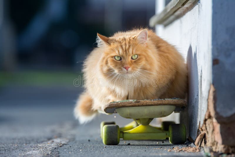 Cat Skateboarding Stock Photos - Free & Royalty-Free Stock Photos from ...