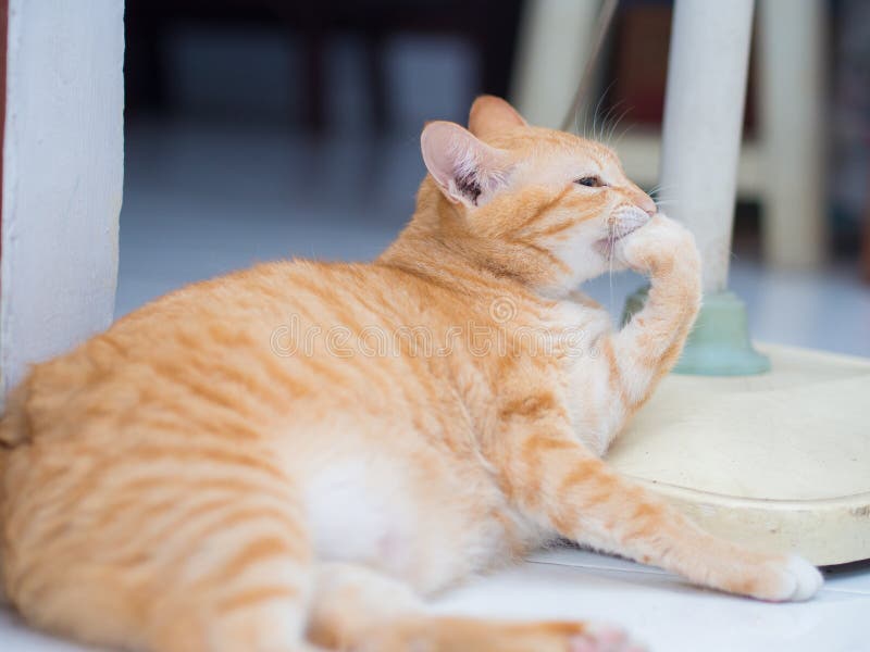 Ginger Cat Licking Its Hand Stock Image - Image of adorable, licking ...
