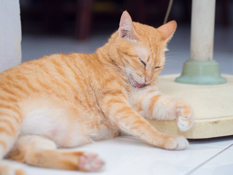 Ginger Cat Licking Its Hand Stock Image - Image of adorable, licking ...