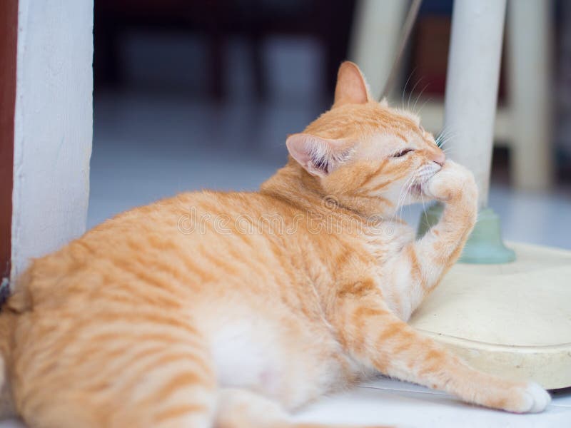 Ginger Cat Licking Its Hand Stock Photo - Image of feline, mammal: 96825514