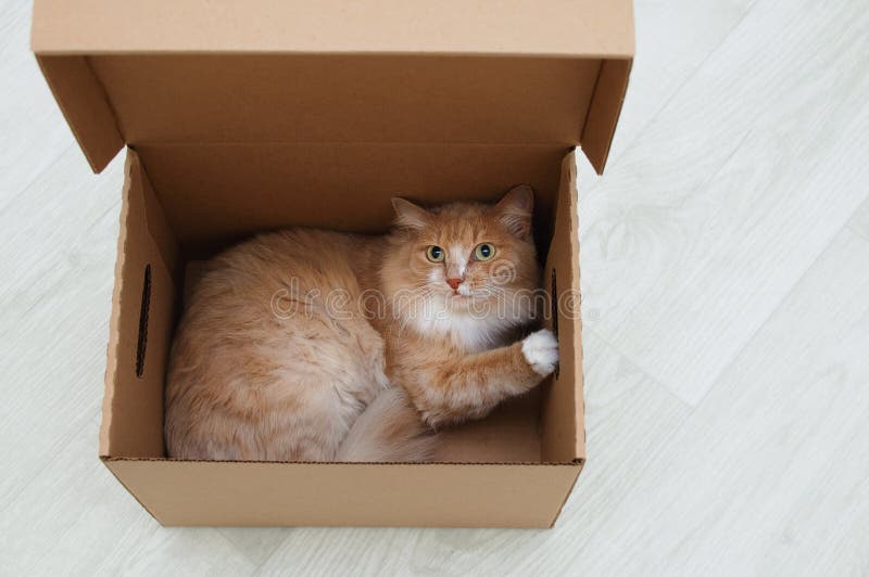 The Ginger Cat Lies in Cardboard Box in the Room Stock Image - Image of ...