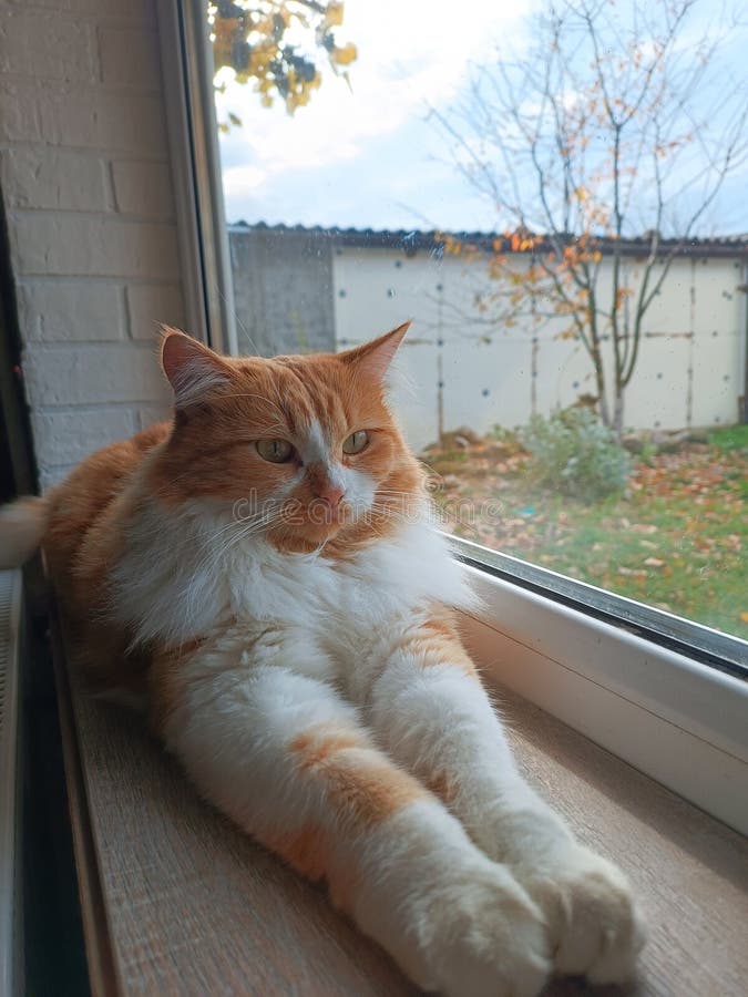 A Ginger Cat Lies on a Windowsill with Its Paws Stretched Out in a ...