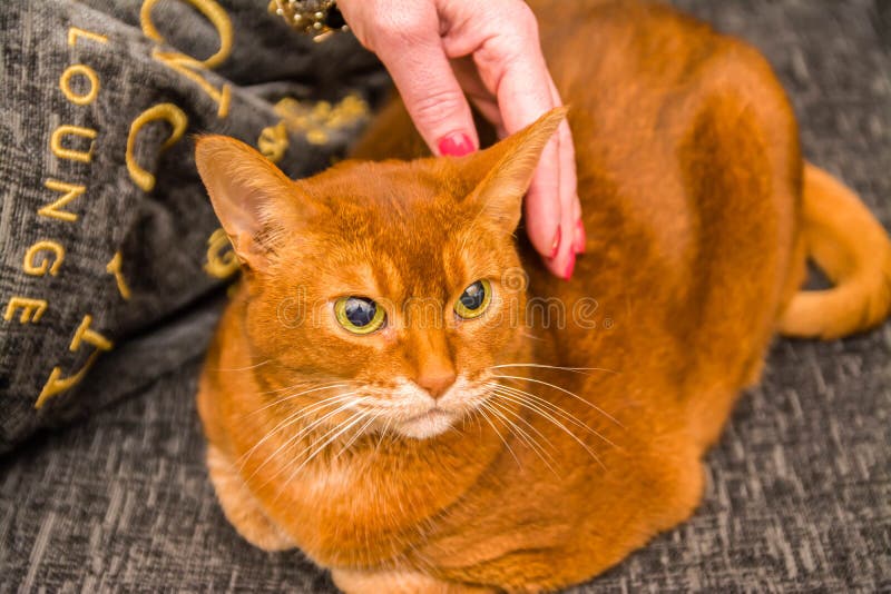 Ginger Cat Lies on Woman`s Hands, Cute Cat. Stock Photo - Image of ...