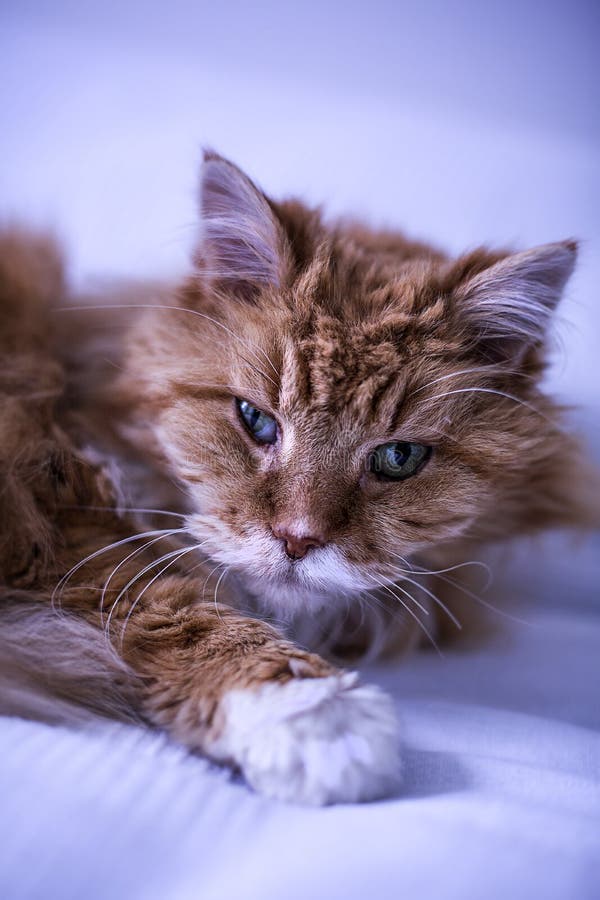 Ginger cat stock image. Image of hair, blue, ginger, cute - 83370793