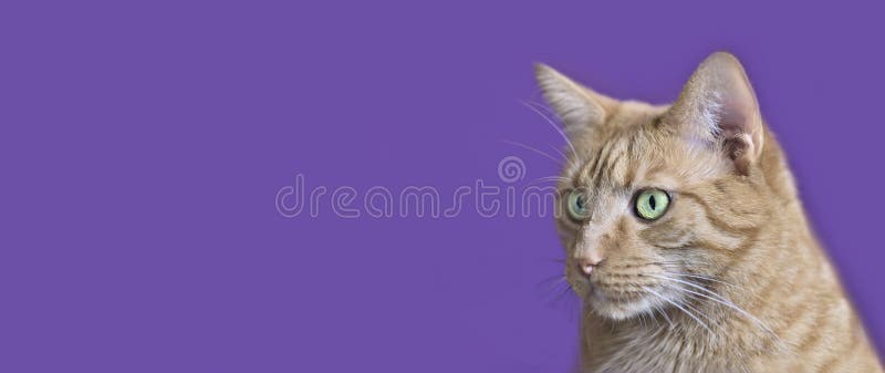 Ginger Cat Looking Away. Panoramic Image with Copy Space Stock Photo ...