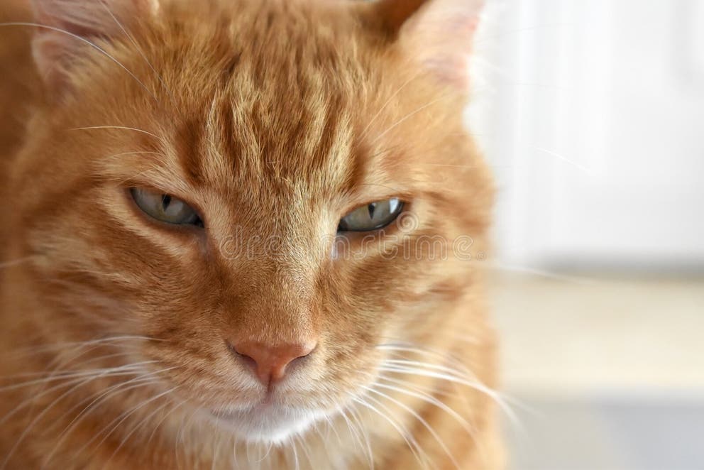 Ginger Cat Looking at Camera. Grumpy Cat Face. Stock Photo - Image of ...