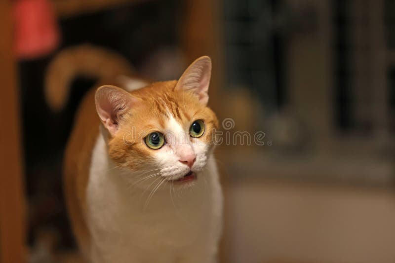 Smiling Ginger Cat is Looking at the Camera Stock Photo - Image of cute ...