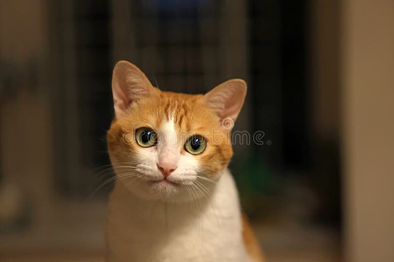 Smiling Ginger Cat is Looking at the Camera Stock Image - Image of ...