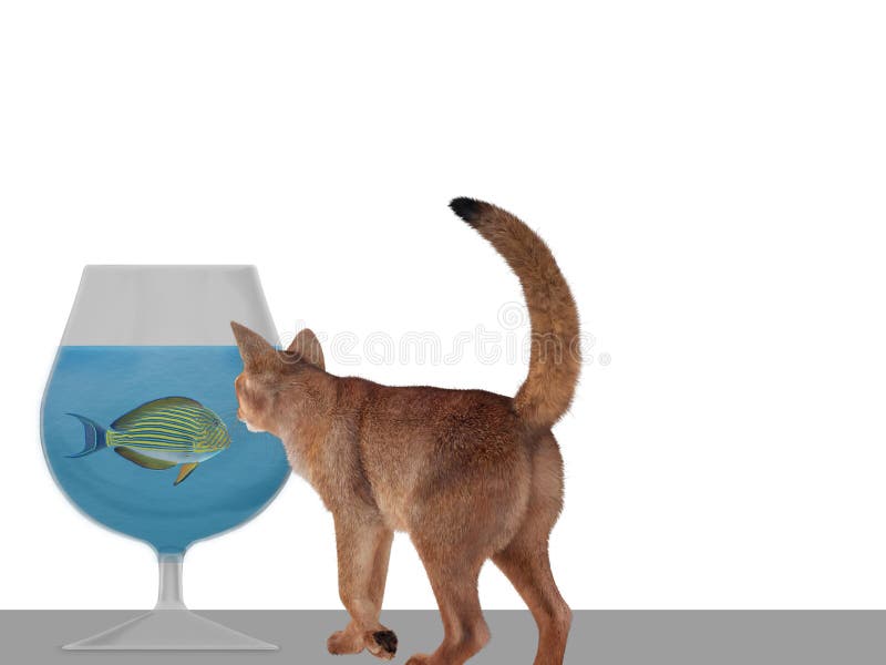 Cat Looking at Fish in Bowl Stock Photo - Image of bowl, tropical ...