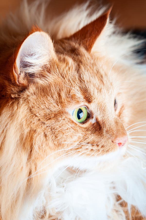 Ginger Cat Looking into the Light. Stock Photo - Image of ginger, eyes ...