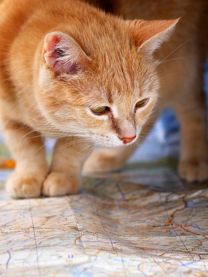 Ginger cat looking at map stock photo. Image of schedule - 190798034