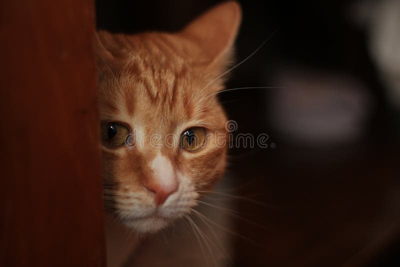 Red-headed cat stock photo. Image of creeping, fauna - 99310110