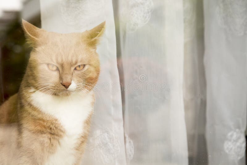 Ginger Cat Looking Outside the Window Stock Image - Image of relaxing ...