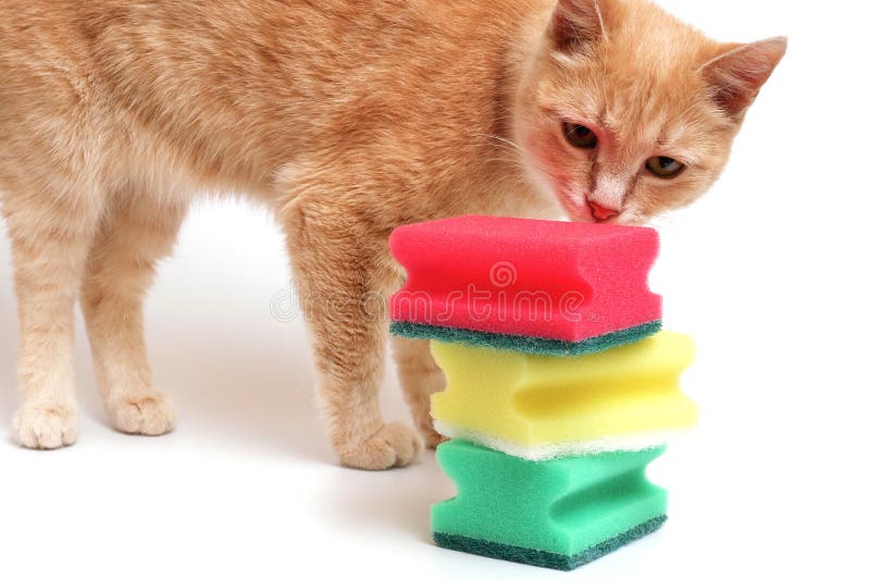 Sponge in Kitchen Sink Under Running Water Stock Image - Image of foamy ...