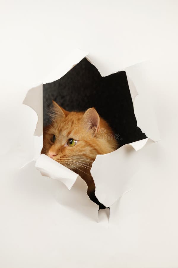 361 Ripped Paper Animal Stock Photos - Free & Royalty-Free Stock Photos ...