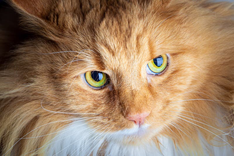 Ginger Cat with Beautiful Green Eyes. Stock Photo - Image of closeup ...