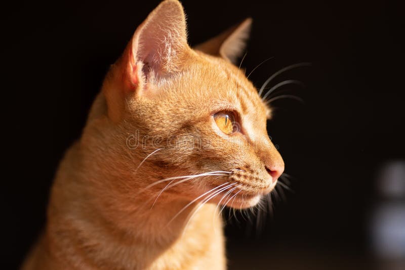 Ginger Cat Looking for Something Stock Photo - Image of view, thai ...