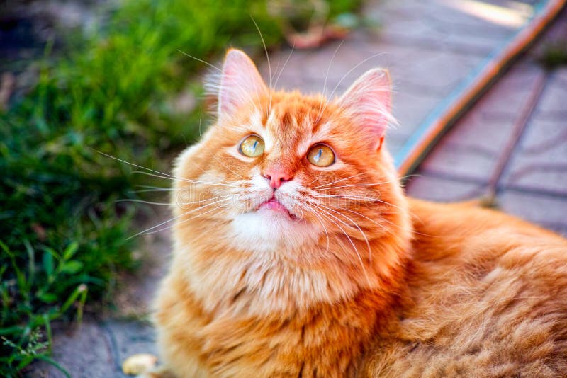 Ginger Cat Outside on the Doorway Frame Stock Image - Image of ginger ...