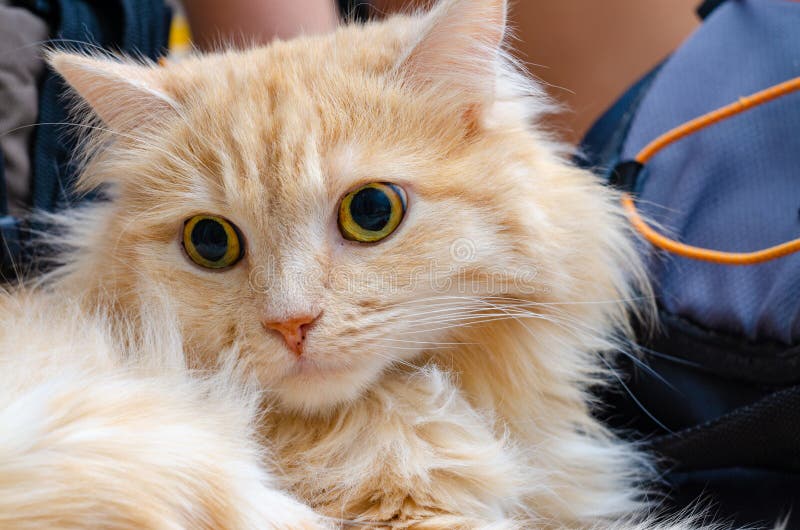 231 Frightened Ginger Cat Stock Photos - Free & Royalty-Free Stock ...