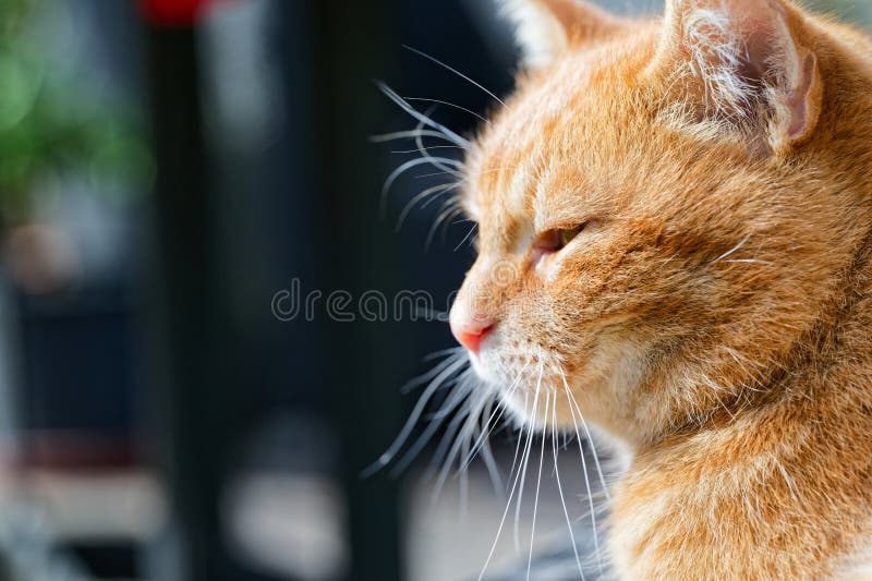 Ginger Cat Lost Thought Stock Photos - Free & Royalty-Free Stock Photos ...
