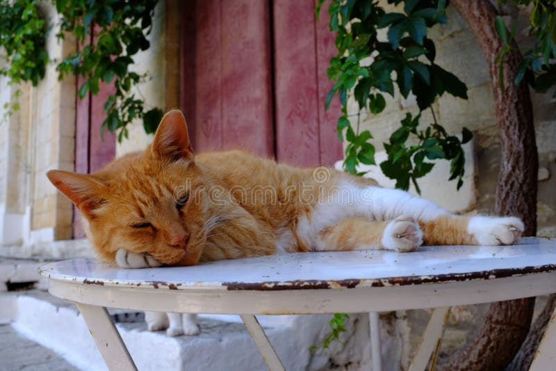 A Ginger Cat Lounges on a Rustic Table. Stock Photo - Image of scene ...