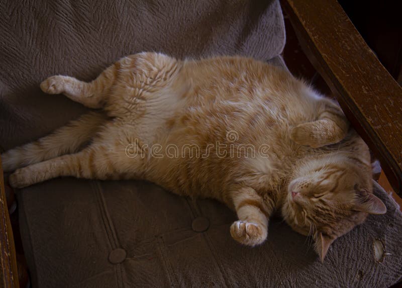 A Ginger Cat Lounging on Its Back Sleeps in an Old Chair Stock Photo ...