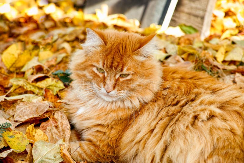 Ginger Cat Lying on Autumn Leaves Outside Stock Photo - Image of yellow ...
