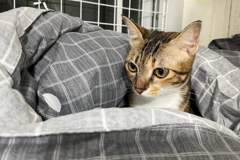 Ginger Cat Lying on Bed at Home. Stock Image - Image of bedding, animal ...