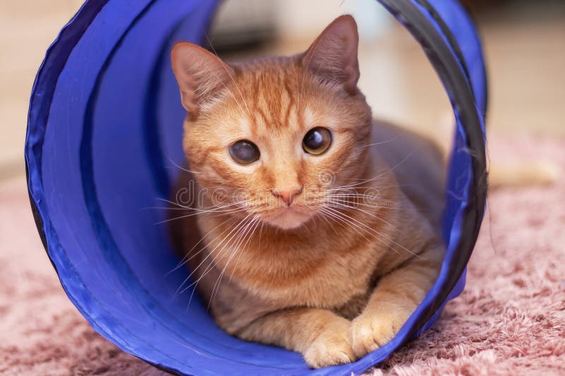 Ginger Cat Lying In A Cat Tunnel Stock Image Image Of Nature Stripes 307298461