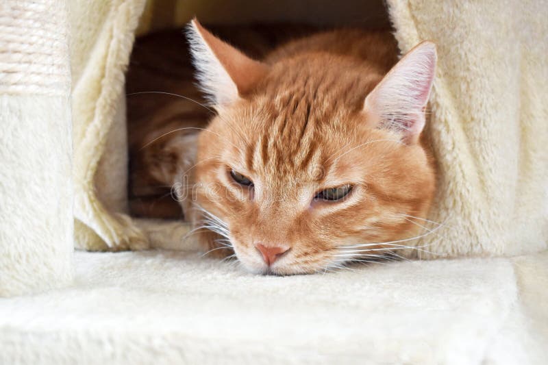 Ginger Cat with Bored, Sad and Thoughtful Look Lying on a Cat Tower ...