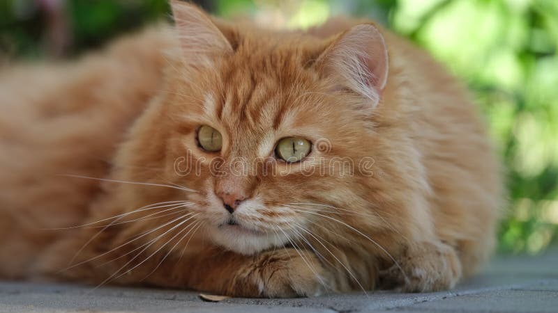 Ginger Cat Lying on the Ground and Looking at Something Moving Stock ...
