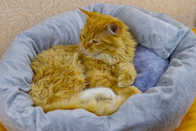 Ginger Cat Lying in His Soft Cozy Cat Bed Stock Image - Image of ...