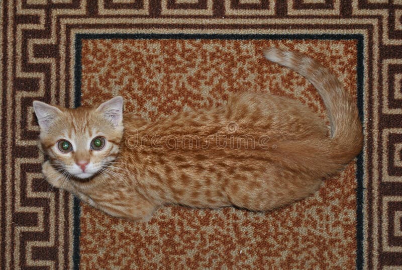 Ginger Cat Masks on Spotted Rug Stock Photo - Image of fauna, friends ...