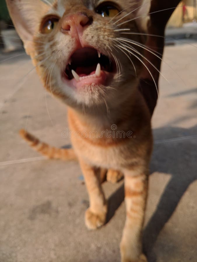 Ginger Cat Meow and Showing Teeth Stock Image - Image of ginger ...