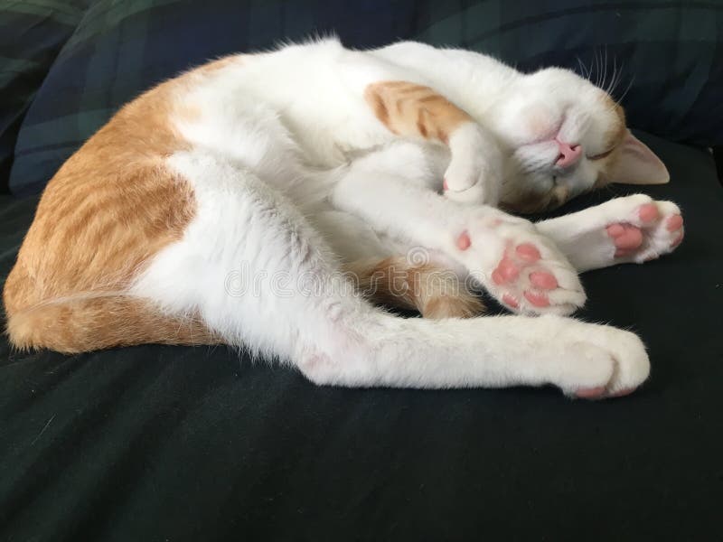 Ginger Cat Napping Like a Ball Stock Photo - Image of fluffy, closeup ...