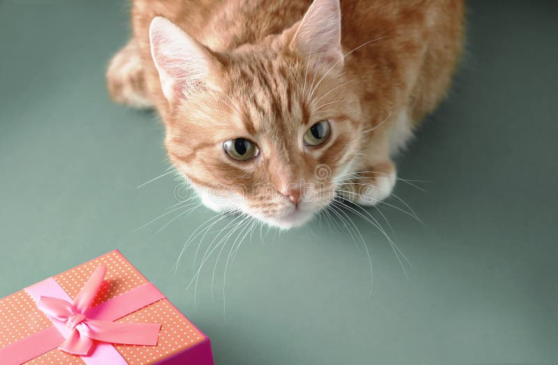 Ginger Cat Near a Red Gift Box Stock Image - Image of kitty, ginger ...