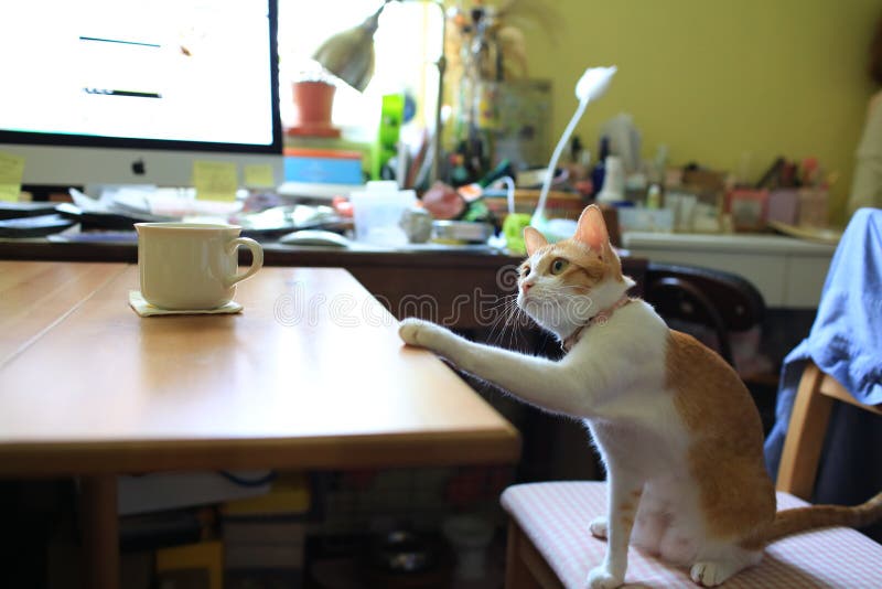 Ginger cat need coffee stock photo. Image of domestic - 217106018