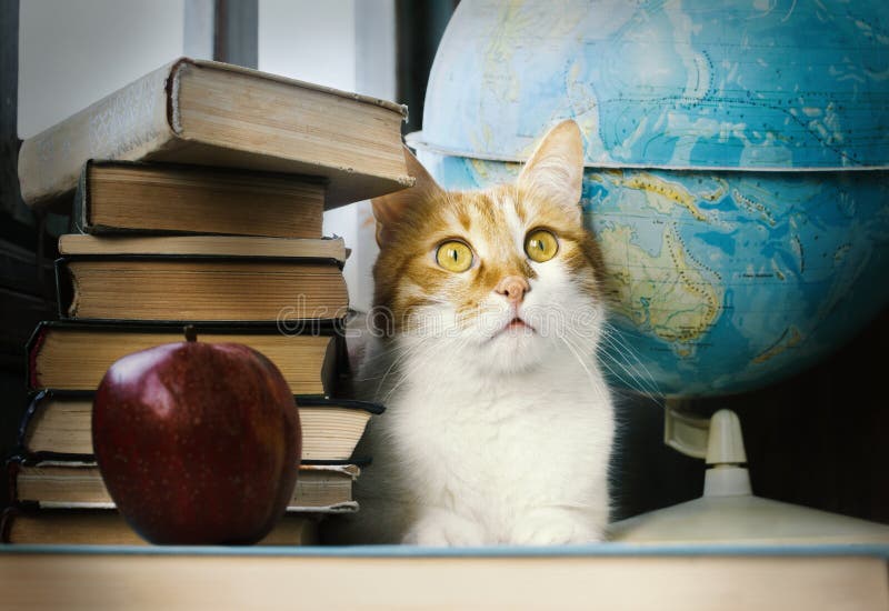 Ginger Cat with Old Books and School Globe, Librarian Cat, Education ...