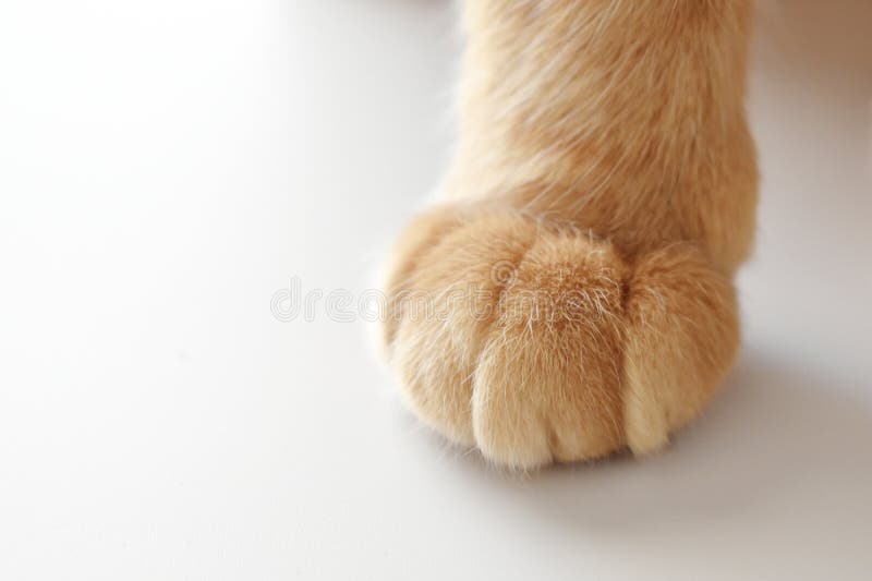Ginger Cat Paw Closeup. Happy Cat. Stock Image - Image of beautiful ...
